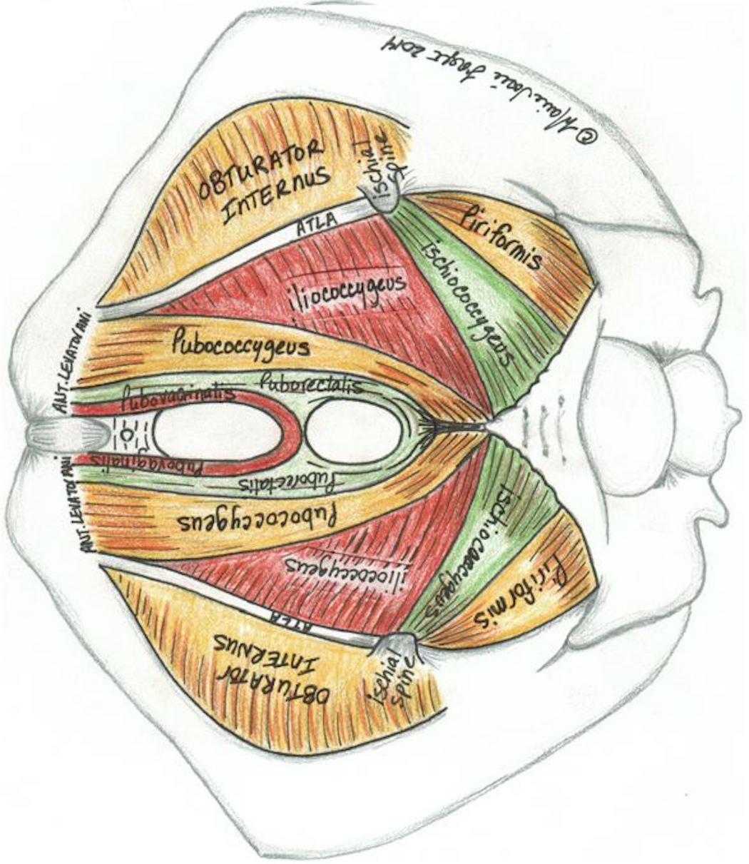 (A) Female Pelvic Model – Total Pelvic Health
